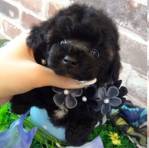 109094 | ブリーダー直販.com