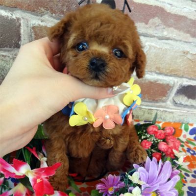 109792 | ブリーダー直販.com