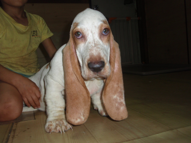 110031 | ブリーダー直販.com