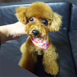 112446 | ブリーダー直販.com