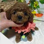 116173 | ブリーダー直販.com